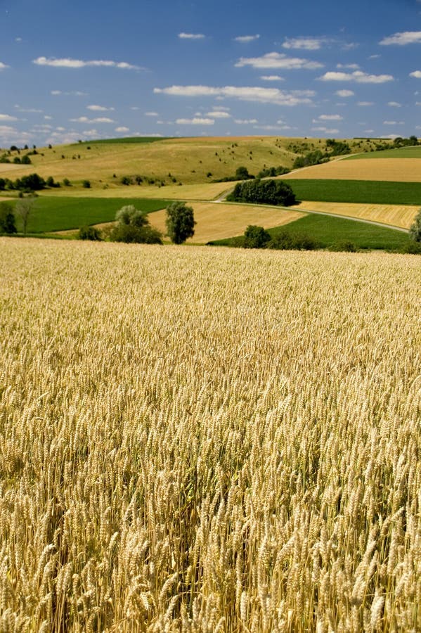 Wheat fields stock photo. Image of cultivation, copy, grain - 2037488