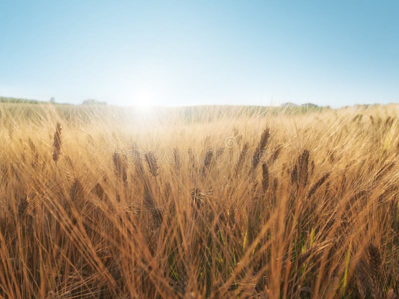 Wheat fields stock image. Image of golden, landscape - 21606527
