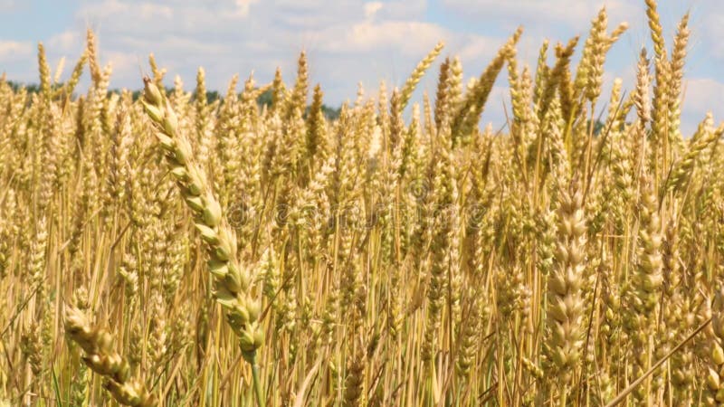 Golden Wheat Growing in a Field Under a Blue Sky with Fluffy Clouds ...