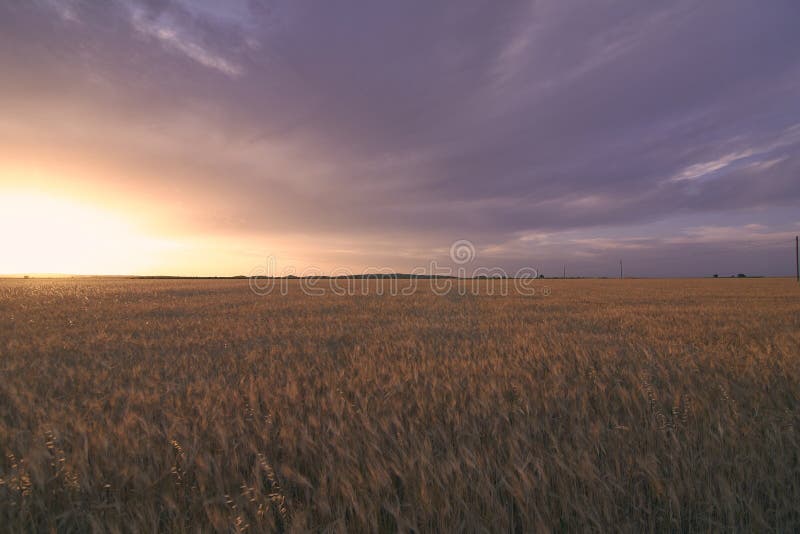 Wheat Fields Bathed in the Sun before Harvest Stock Image - Image of ...