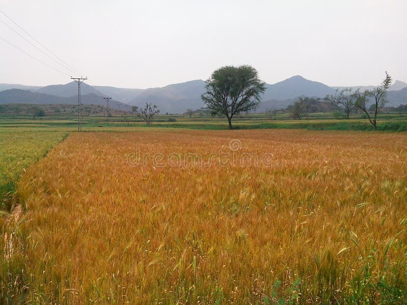 Wheat fields stock image. Image of beautiful, fields - 121294345
