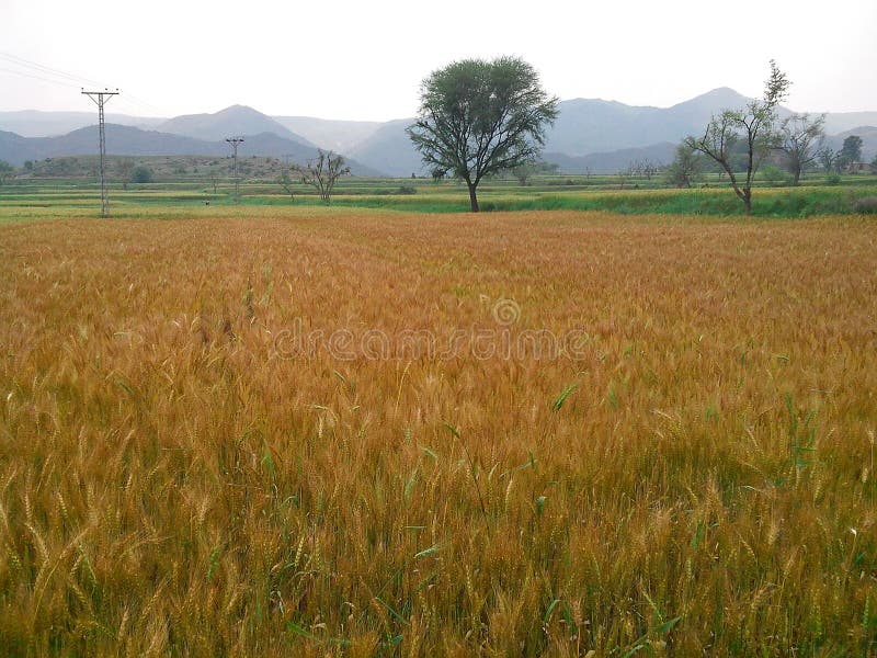 Wheat fields stock image. Image of wheat, beautiful - 121294351