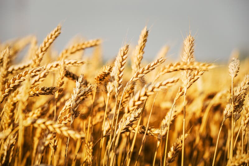 Bundle of Wheat stock image. Image of cereals, grow, light - 5043229