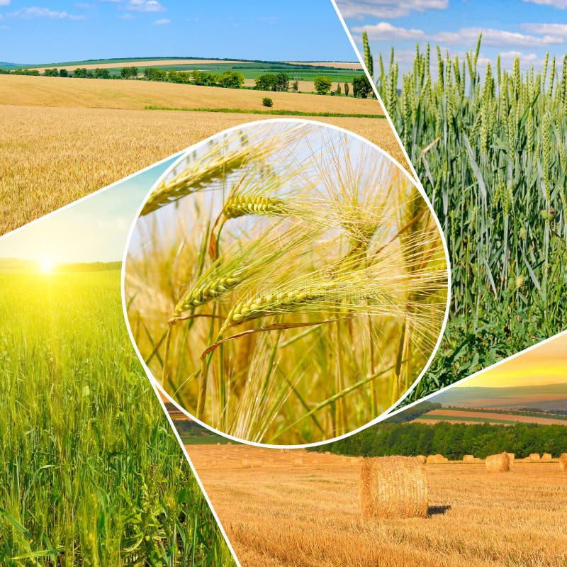 Wheat Fields and Blue Sky. Mosaic Pattern Stock Image - Image of outdoors, healthy: 356724189