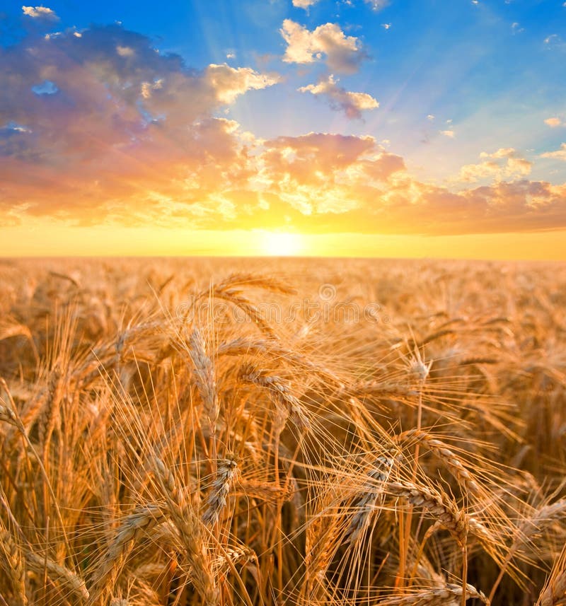 Wheat Fields at the Early Morning Stock Image - Image of morning, gold ...