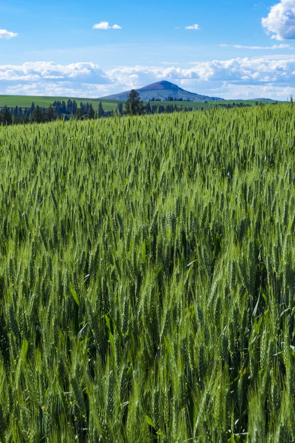 Wheat Fields in Eastern Washington State Stock Image - Image of ...