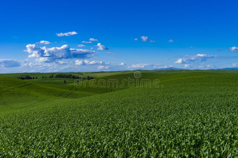 Wheat Fields in Eastern Washington State Stock Photo - Image of beauty ...