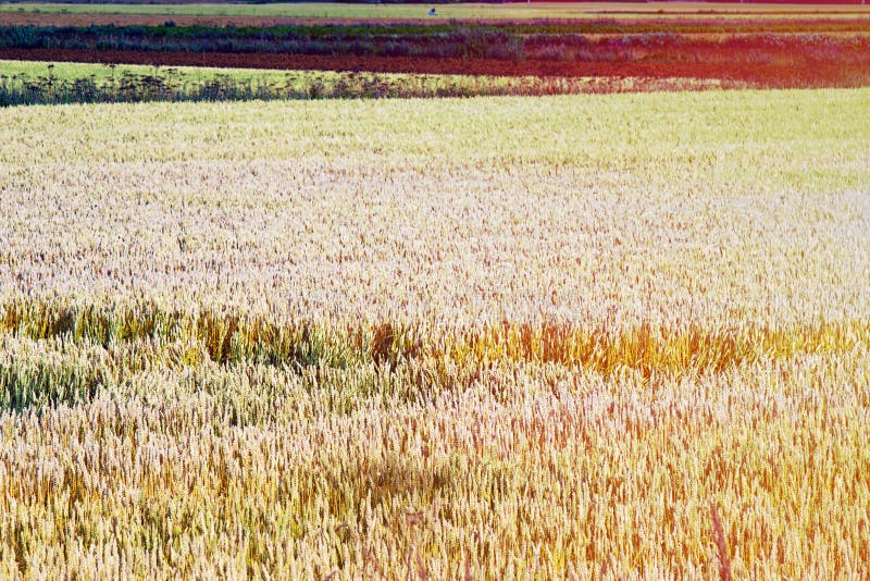 Wheat fields in Europe stock photo. Image of field, crop - 148896652