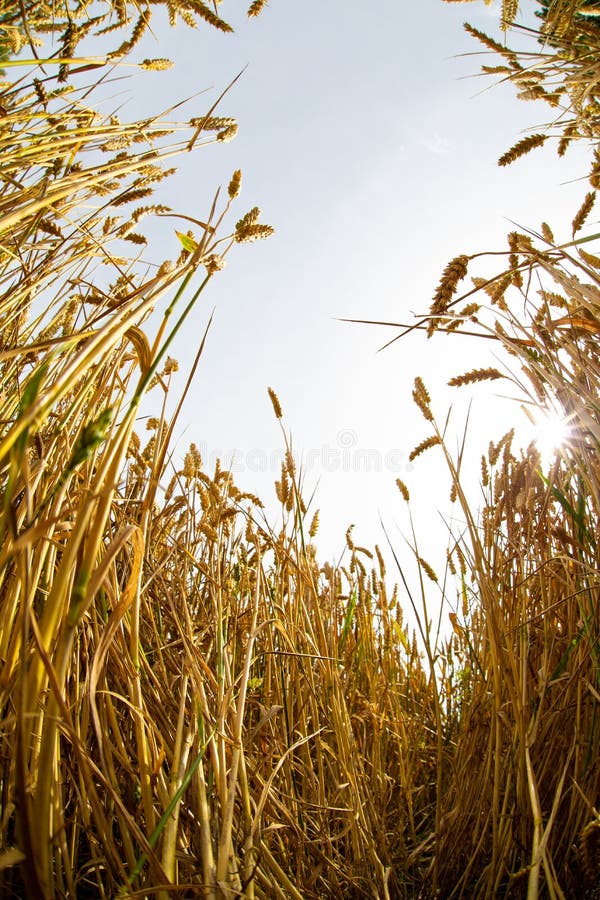 Wheatfields on Farmland Close Up with Low Angle Stock Image - Image of ...