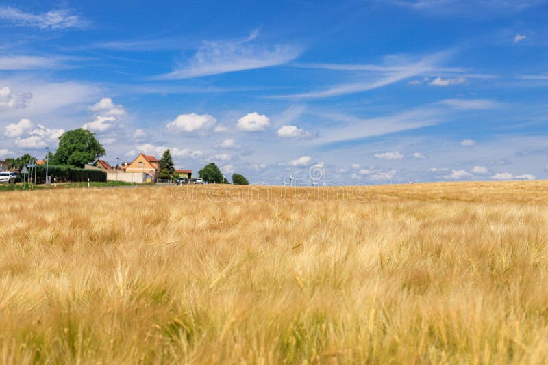 Wheat fields in Germany stock image. Image of germany - 249374289