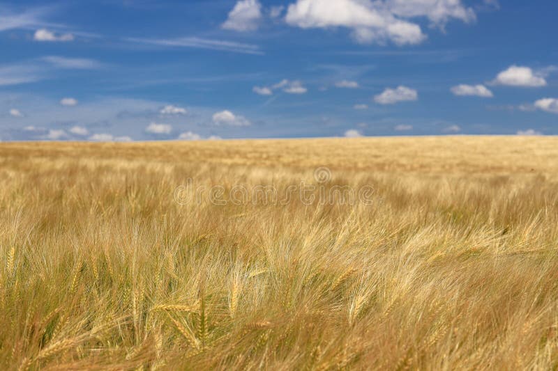 Wheat fields in Germany stock photo. Image of beaut - 249374294