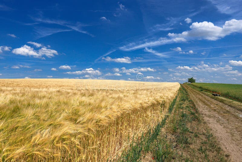 Wheat fields in Germany stock photo. Image of germany - 249374300