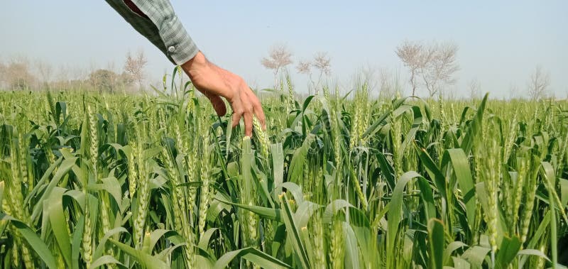 Wheat Fields Growing in the Sunlight. a Man Looking His Fields.crops ...