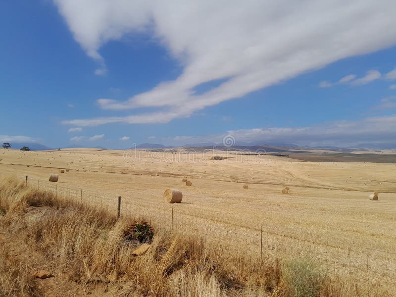 The Wheat Fields after Harvest , Bot River Stock Image - Image of ...