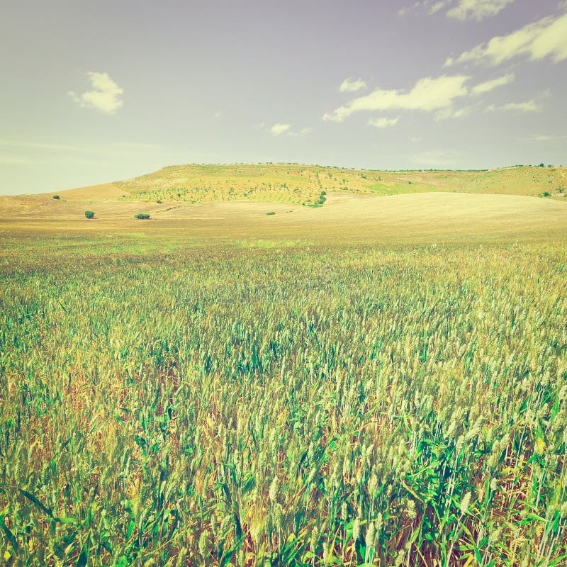 Wheat Fields stock image. Image of outdoor, italian, grass - 88338331