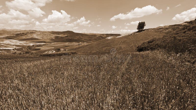 Wheat Fields stock image. Image of land, farmland, nature - 87648615