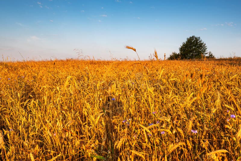 Wheat Fields in Morning Sunlight. Colorful Polish Countryside Stock ...