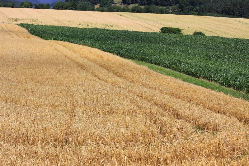 Wheat Fields in the Mountains of Germany, Hettigenbeuern Stock Image ...