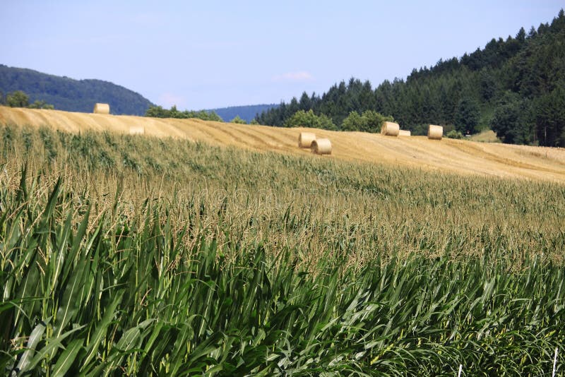 Wheat Fields in the Mountains of Germany, Hettigenbeuern Stock Image ...