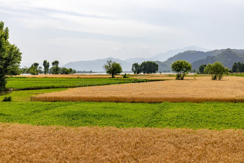 Wheat Fields Panoramic View in a Countryside of Pakistan Stock Photo ...