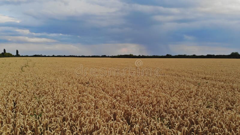 Wheat Fields that are Ready for Harvest Stock Video - Video of yellow ...