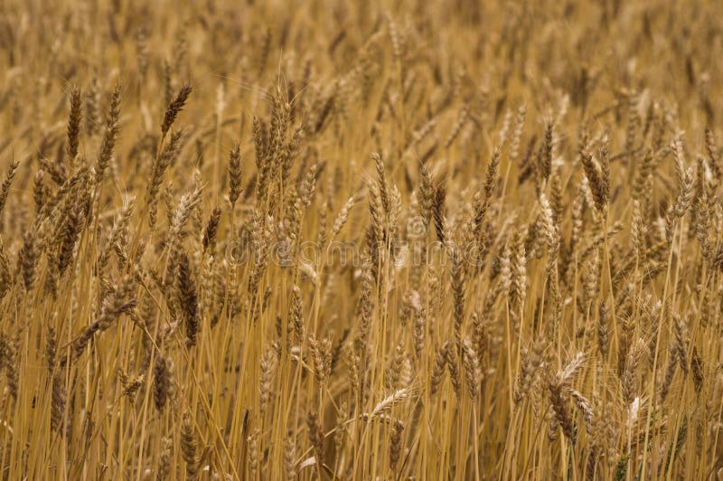 Wheat Fields 9 stock image. Image of harvest, australia - 61630723