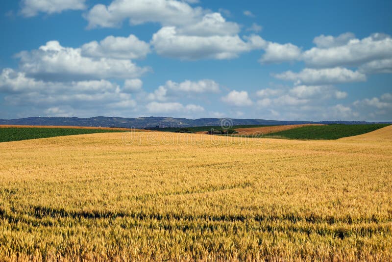 Wheat Fields in Spring Landscape Stock Photo - Image of agricultural ...