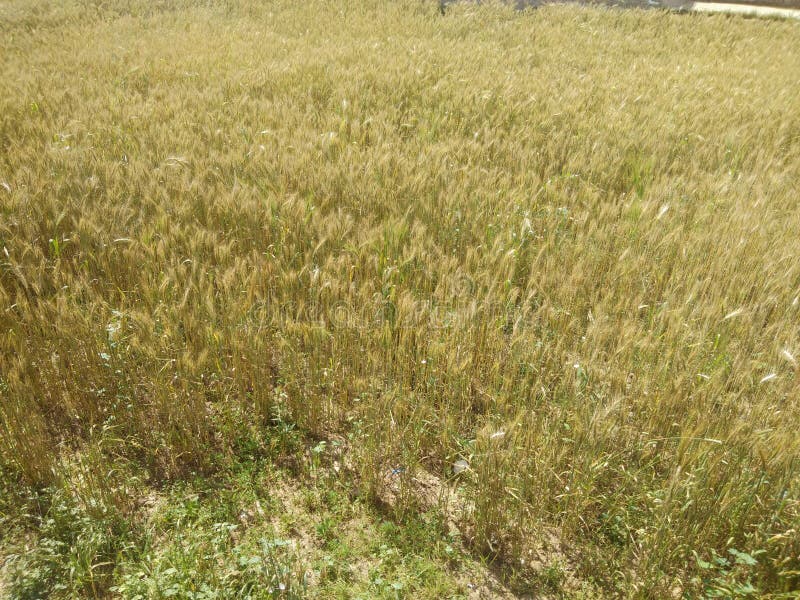 Wheat Fields in Spring Season Stock Photo - Image of grains, spring ...