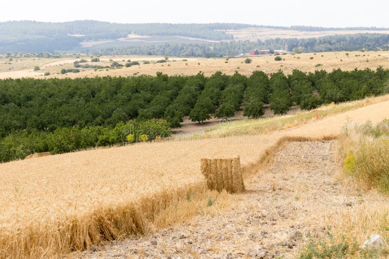 Wheat fields yard, Israel. stock photo. Image of wheat - 71577054