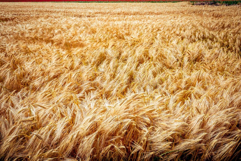 Wheat Fields in Summer, Etretat, Normandy, France Stock Photo - Image of wheat, wind: 286246084