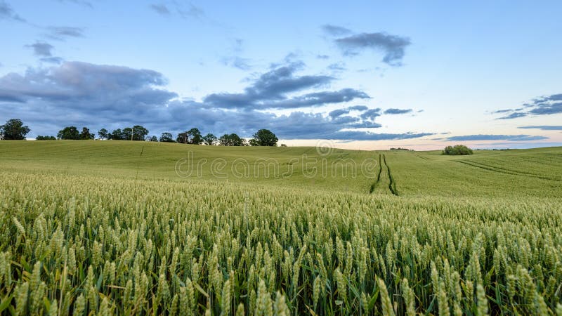 Wheat Fields in Summer with Young Crops Stock Image - Image of corn ...