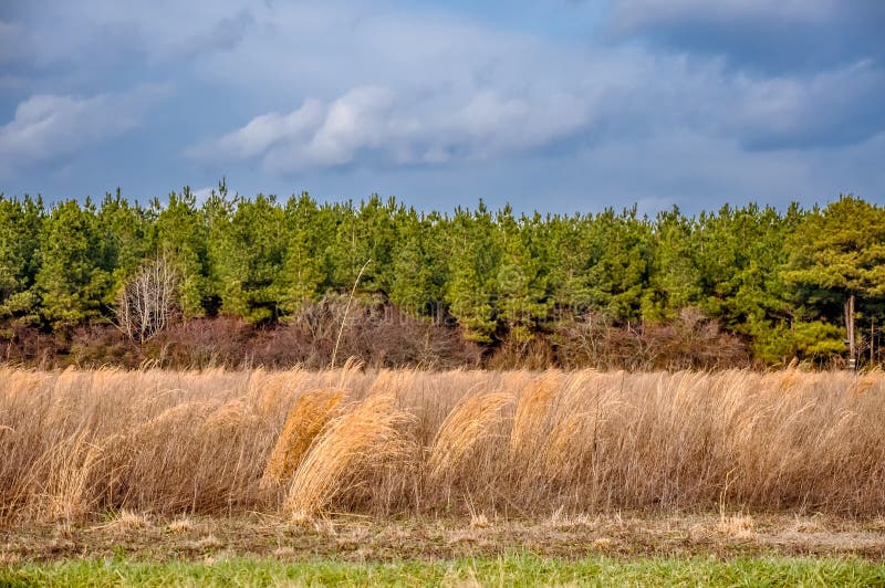 Wheat Fields with Tree Line and Clouds Stock Photo - Image of ...
