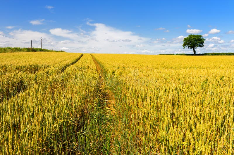 Wheat fields with tree stock photo. Image of nature, tree - 34814166
