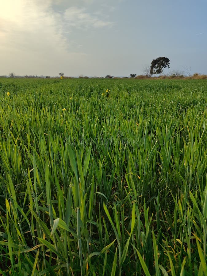 Wheat fields and tree stock image. Image of wheat, green - 308008439