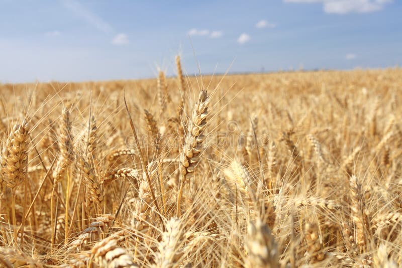 Farmer in Durum Wheat Field Stock Image - Image of reap, inspecting ...