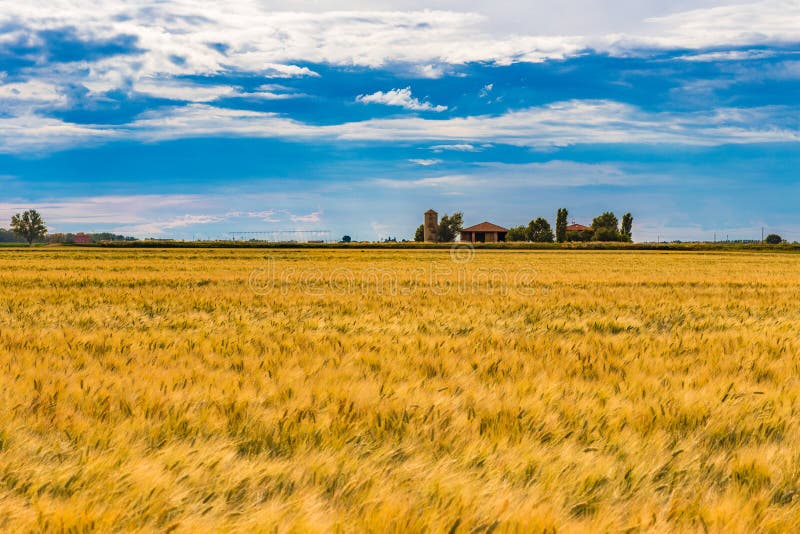 Wheat fields stock photo. Image of fields, romagna, italy - 81158358