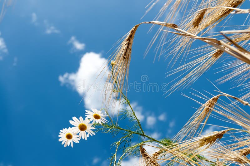 Wheat with flowers stock image. Image of crop, barley - 20023603