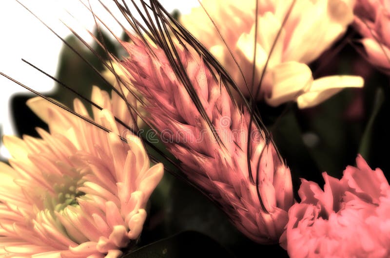 Wheat and Flowers stock image. Image of abstract, seasonal - 44349