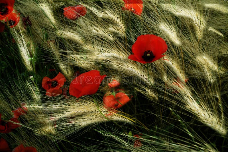 Wheat and flowers stock image. Image of countryside - 235273439