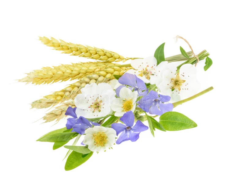 Wheat with Flowers Isolated on White Stock Photo - Image of harvest ...