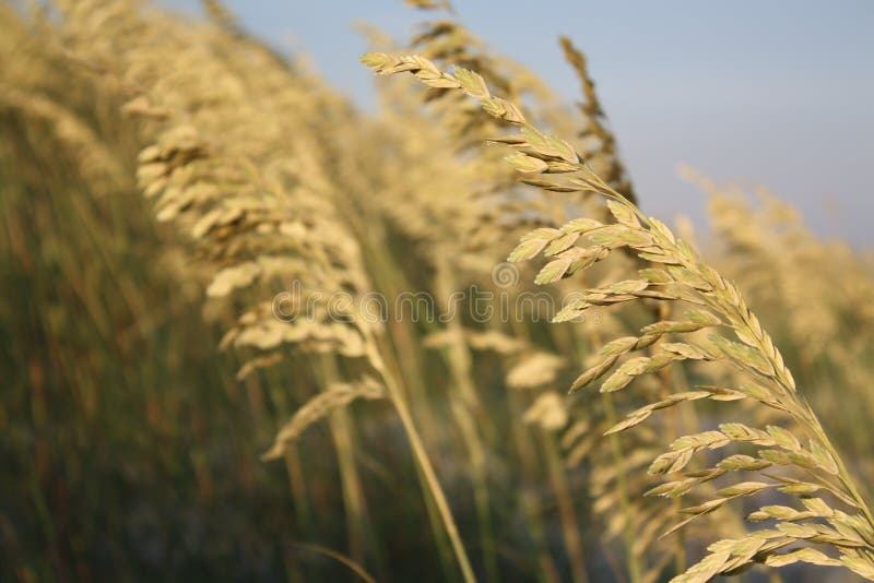 Wheat Grass Picture. Image: 83065949