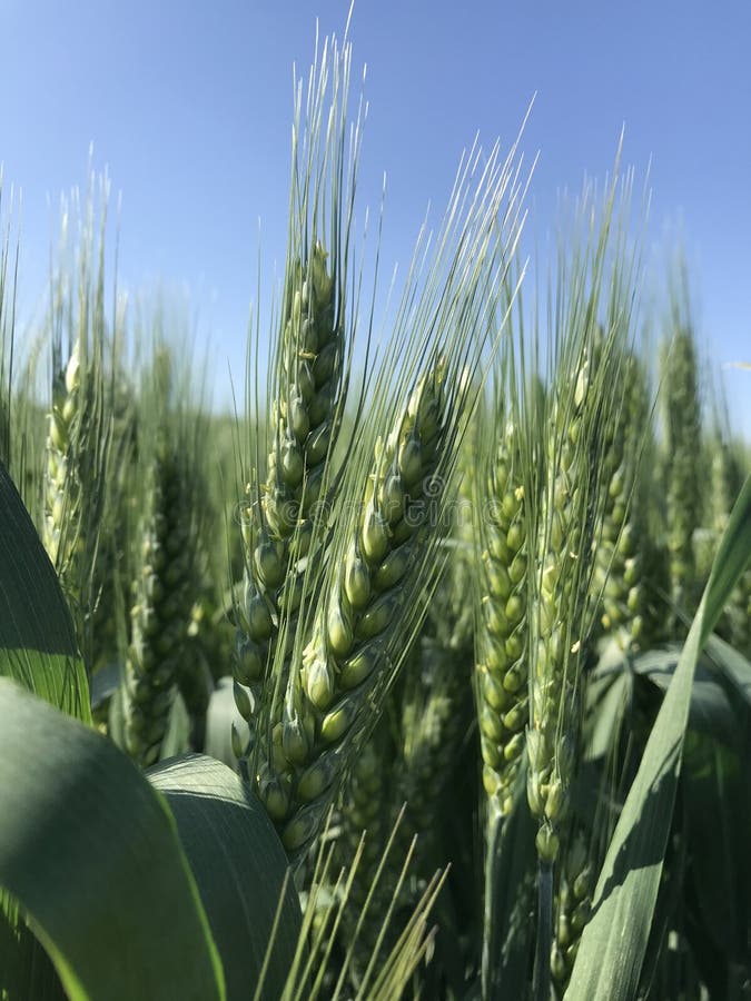 Wheat. Formation of Spikelets of Grain Crops of Winter Wheat Stock Image - Image of grass ...