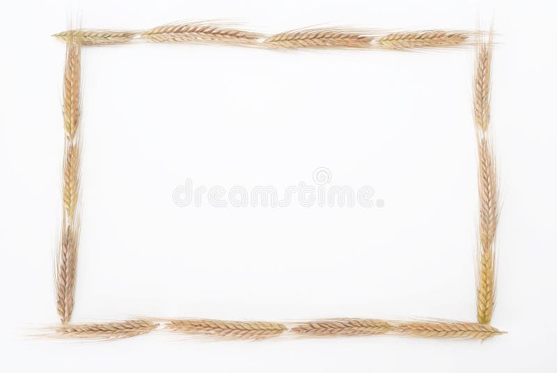 Wheat frame stock image. Image of seed, selection, growth - 5626017