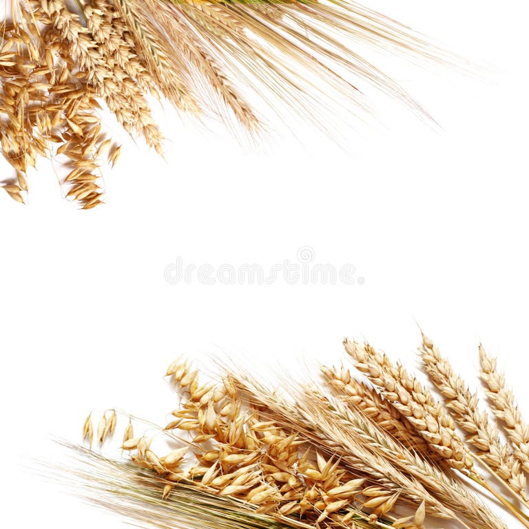 Wheat frame stock photo. Image of summer, autumn, border - 8986206