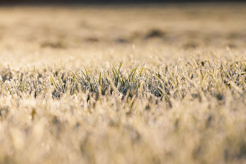 Wheat during frost stock photo. Image of nature, macro - 70587916