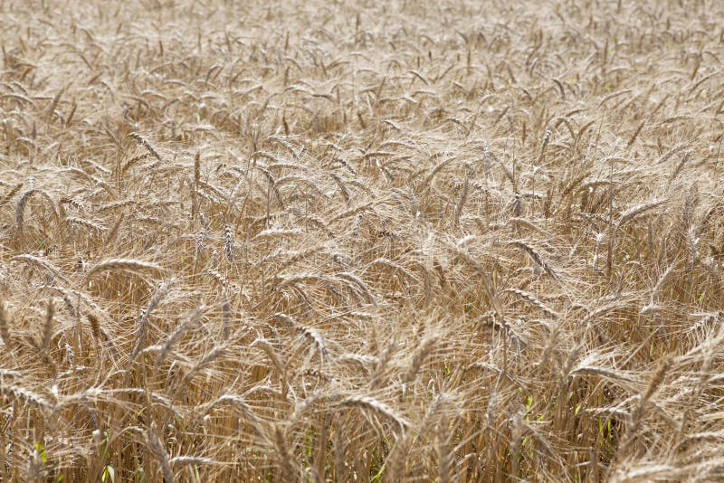 Wheat stock image. Image of field, greens, landscape - 52589745