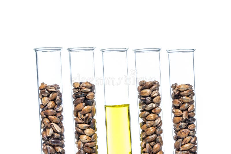 Wheat Genetically Modified, Plant Cell Stock Image - Image of genetic ...