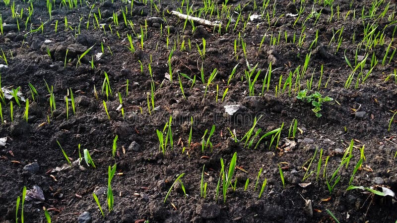 Field, Sprouts of Wheat on the Ground. Stock Photo - Image of field ...