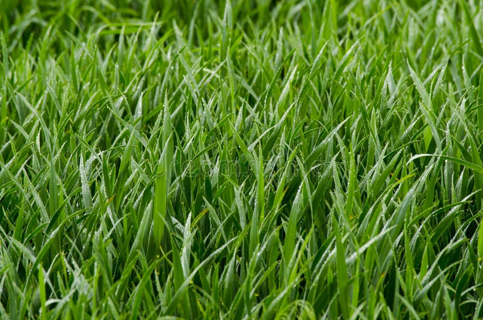 Wheat germ on the field stock image. Image of germ, farm - 93341925