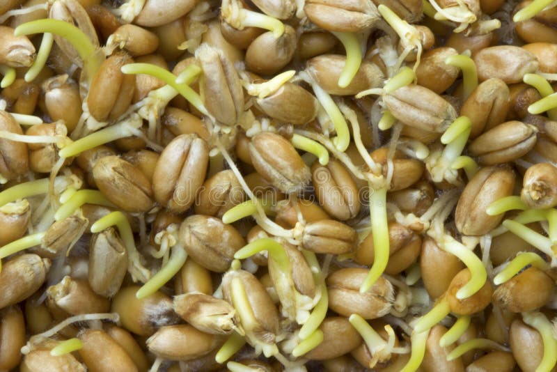 Wheat germ stock photo. Image of closeup, nutrition, fresh - 50222164